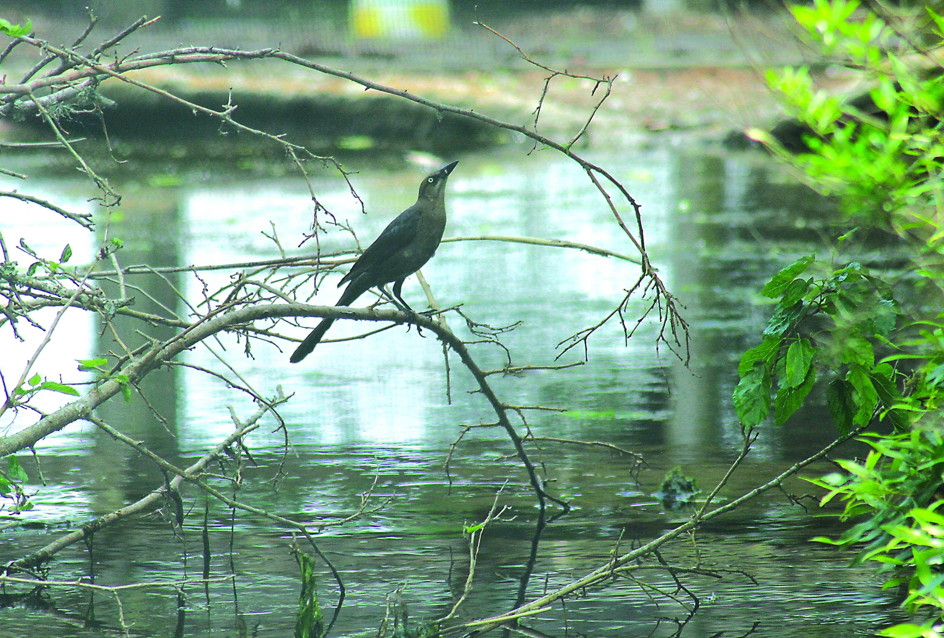 Photo Gallery: A Day at the Lake Charles Gator Pond | American Press