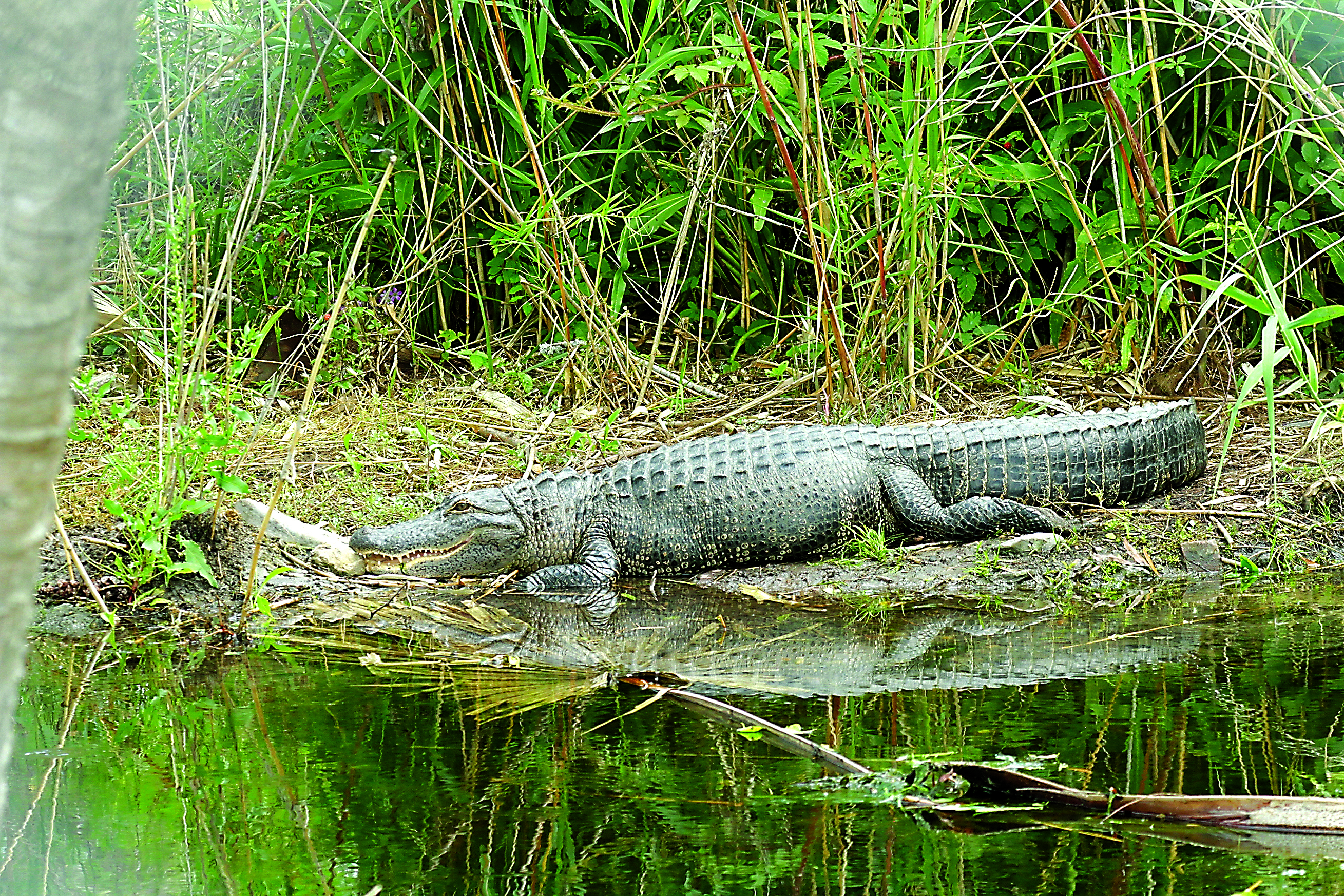 Photo Gallery: A Day at the Lake Charles Gator Pond | American Press