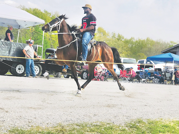 Cajun Classic Horse Show to showcase Racking horse events | American Press