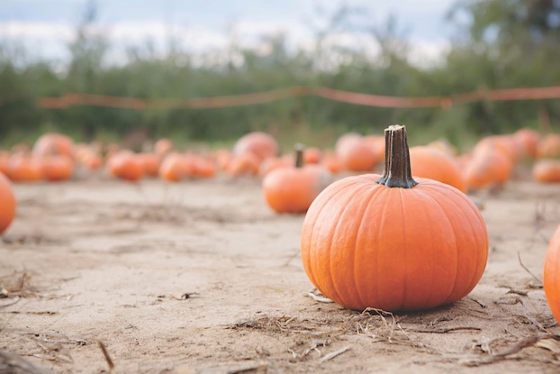 Get ready for some Pumpkin Chunkin’ | American Press