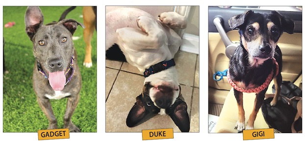 Canines & Cocktails: Benefit offers evening of fine dining | American Press