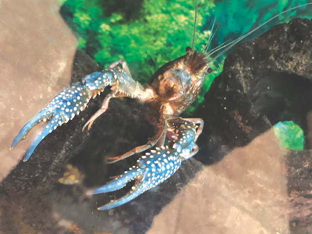 Blue crawfish is now star of local seafood shop | American Press