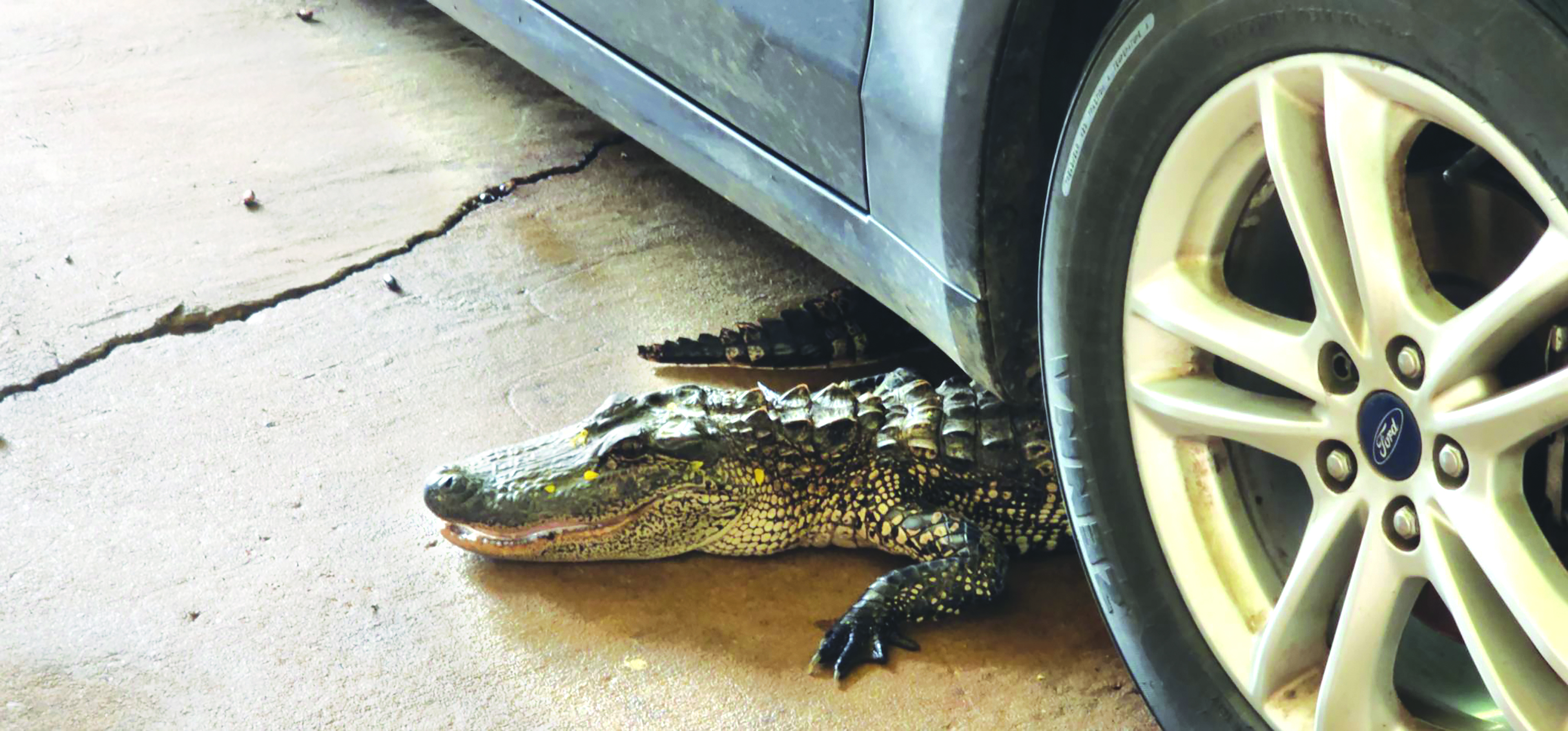 Gator removal: All in a day’s work for press foreman | American Press