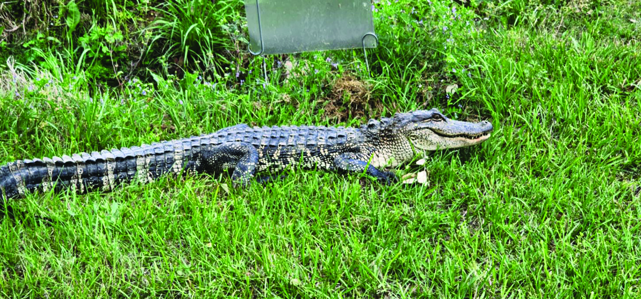 Gator removal: All in a day’s work for press foreman | American Press