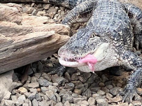 PHOTO GALLERY: It's alligator feeding time — check out this action ...