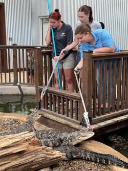 PHOTO GALLERY: It's alligator feeding time — check out this action ...